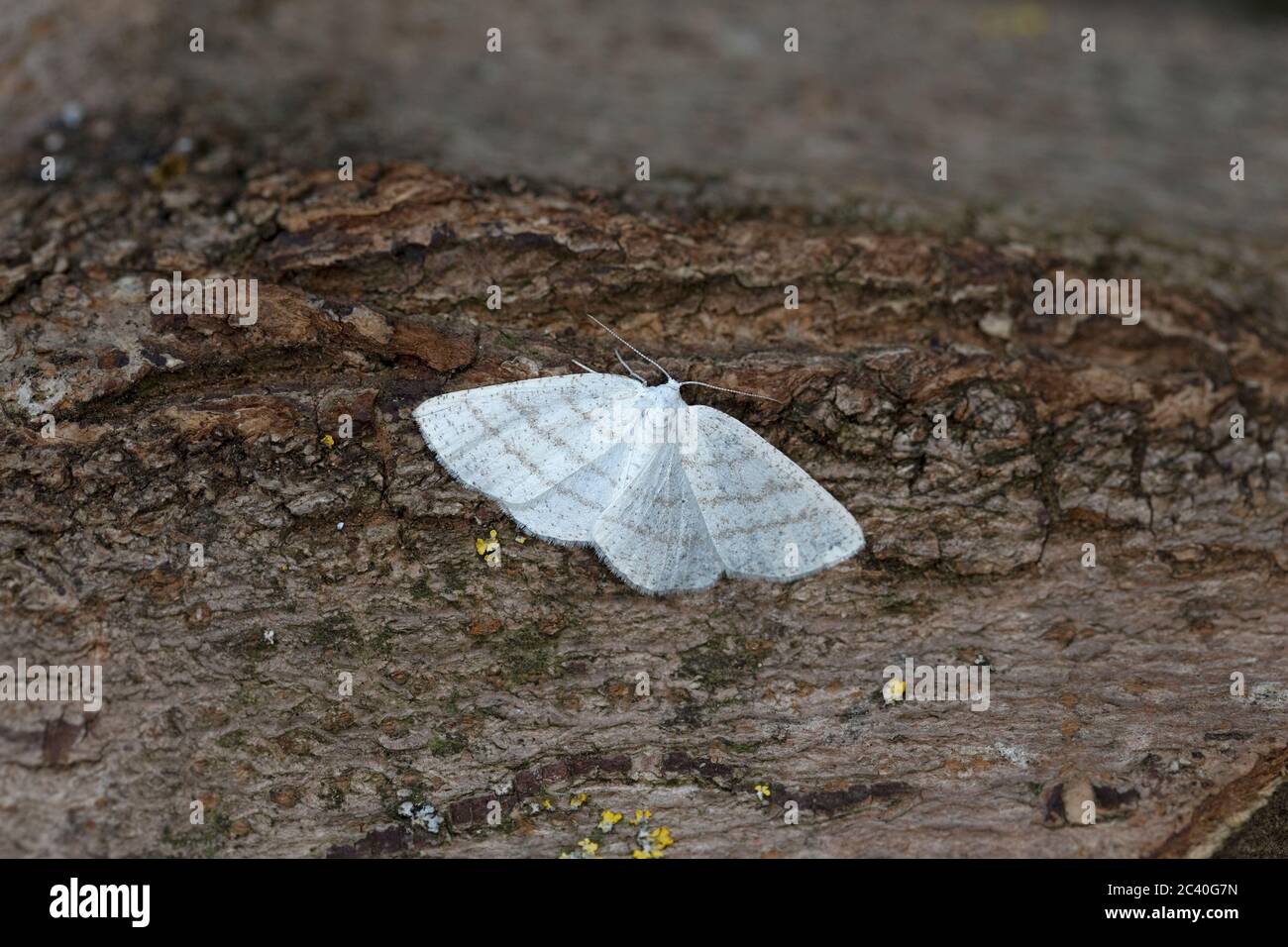 Common white wave moth hi-res stock photography and images - Alamy