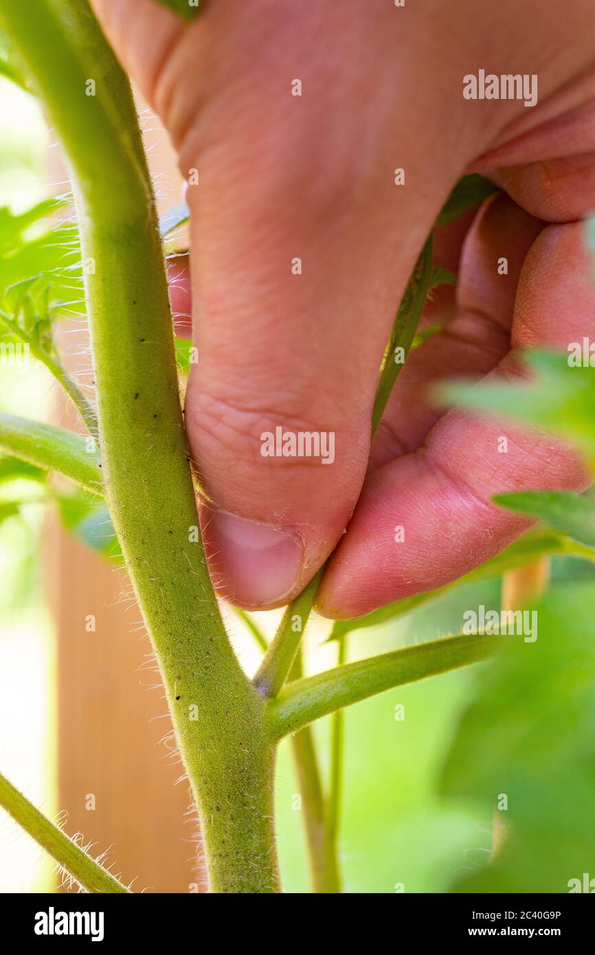 Pinch tomato plant hi-res stock photography and images - Alamy