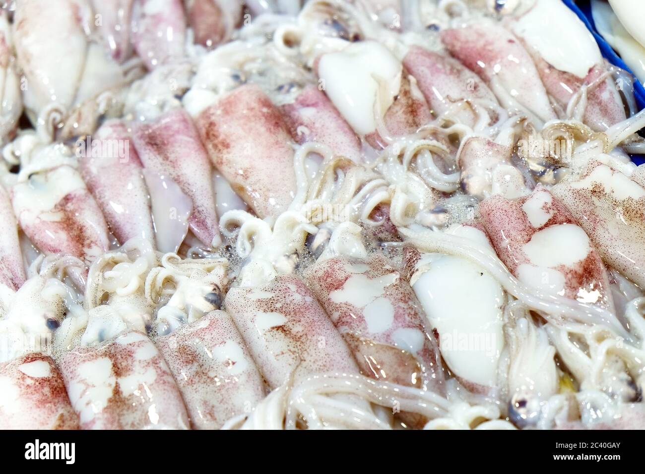 Fresh Squid in The Local Market Stock Photo - Alamy