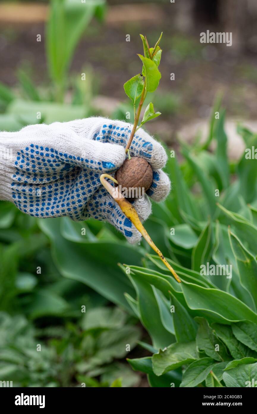 Walnut sprouted root and sprout through a crack. Planting a walnut tree ...