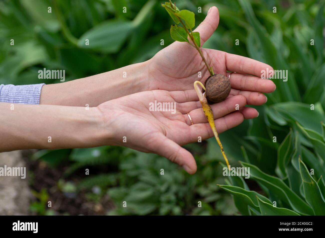 Walnut sprouted root and sprout through a crack. Planting a walnut tree ...