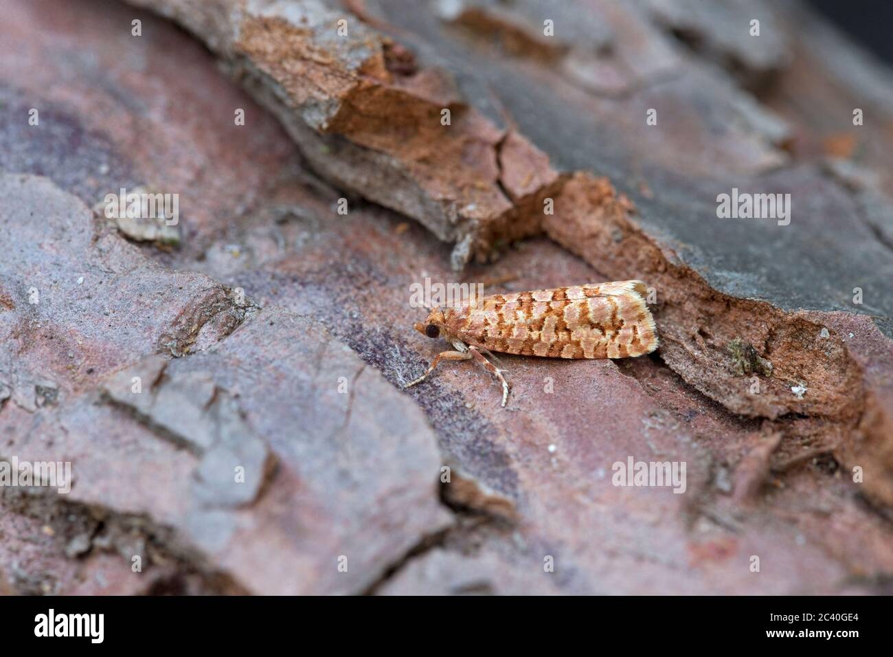 Orange Pine Tortrix (Lozotaeniodes formosana Stock Photo - Alamy