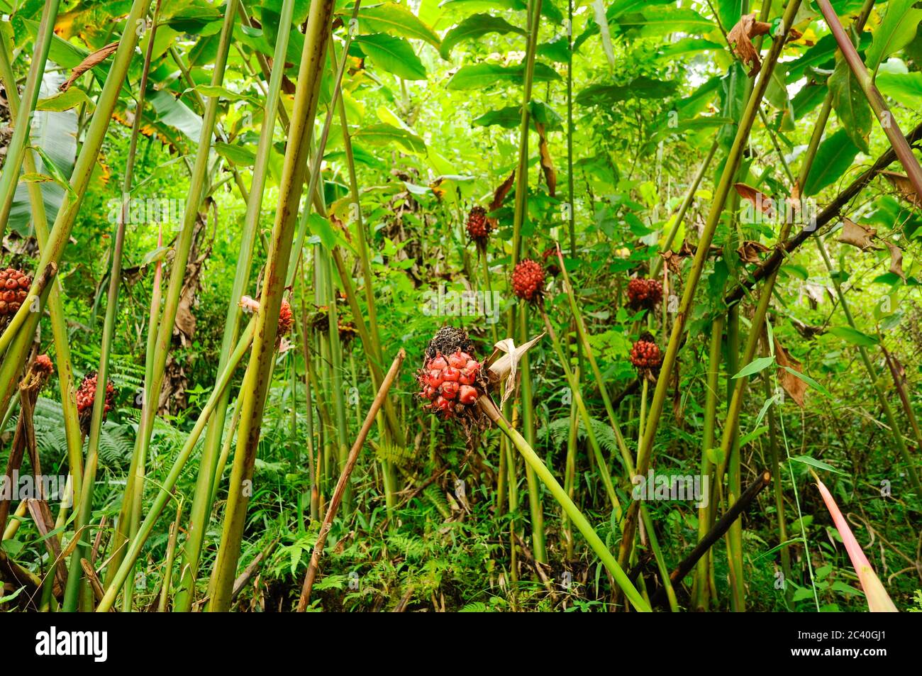 Tropical Red allium family Onions from the cultivation in West Java ...