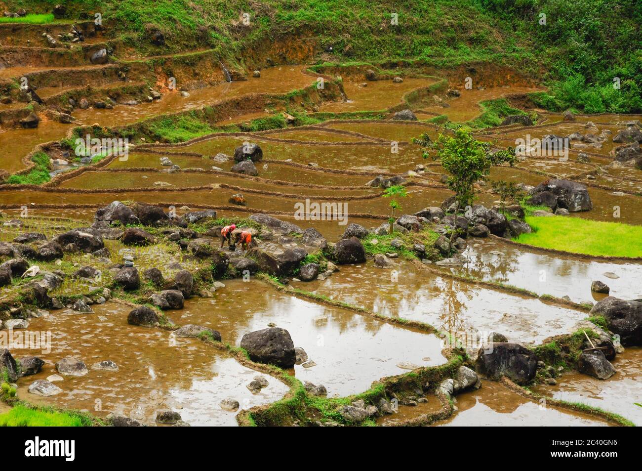 Beautiful scenic terraced rice fields during the raining season and ...