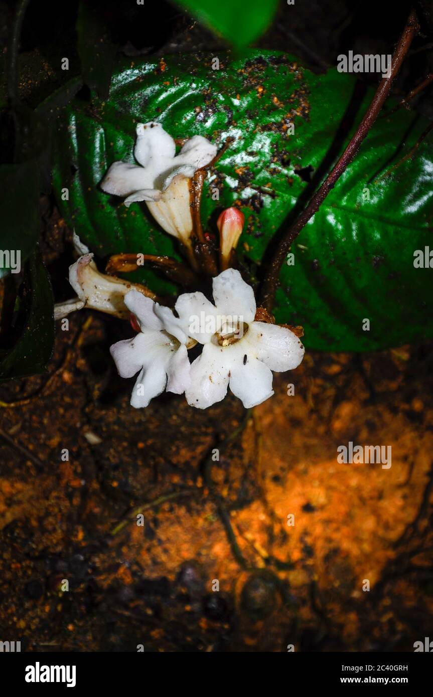 Tropical wild white flower Dicots, Class Magnoliopsida Stock Photo - Alamy