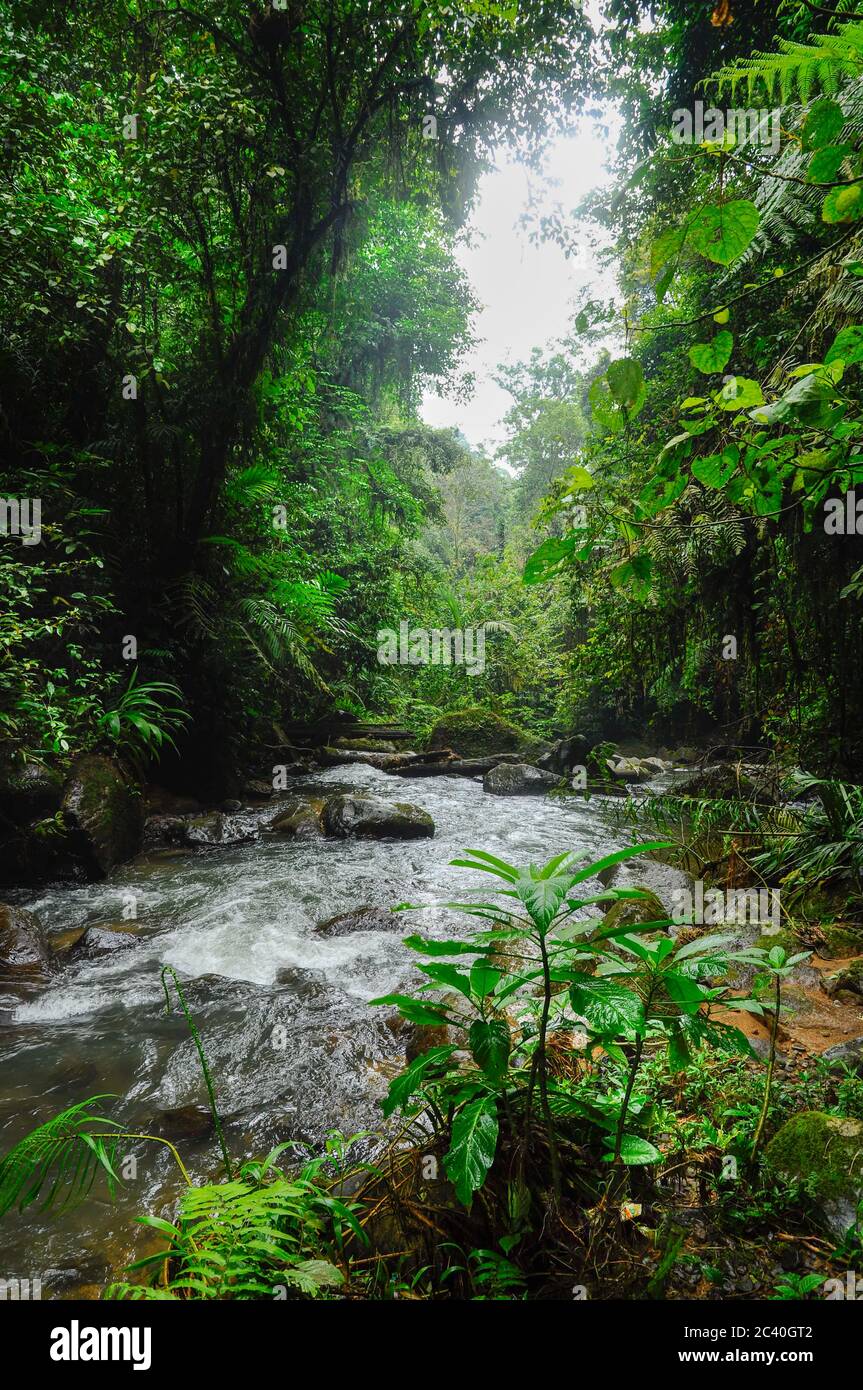Rainforest river indonesia java hi-res stock photography and images - Alamy
