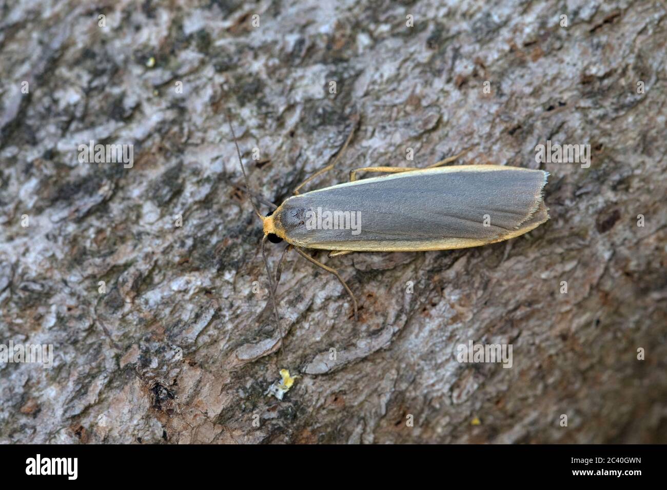 Common footman moths hi-res stock photography and images - Alamy
