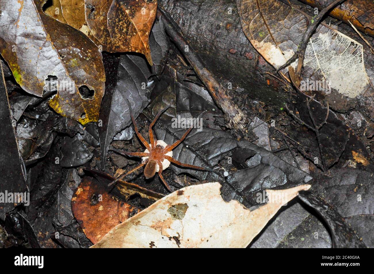 Golden Huntsman Spider