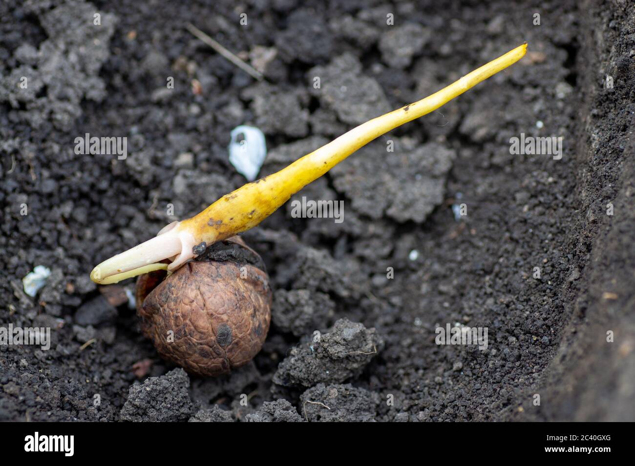 Walnut sprouted root and sprout through a crack. Planting a walnut tree ...