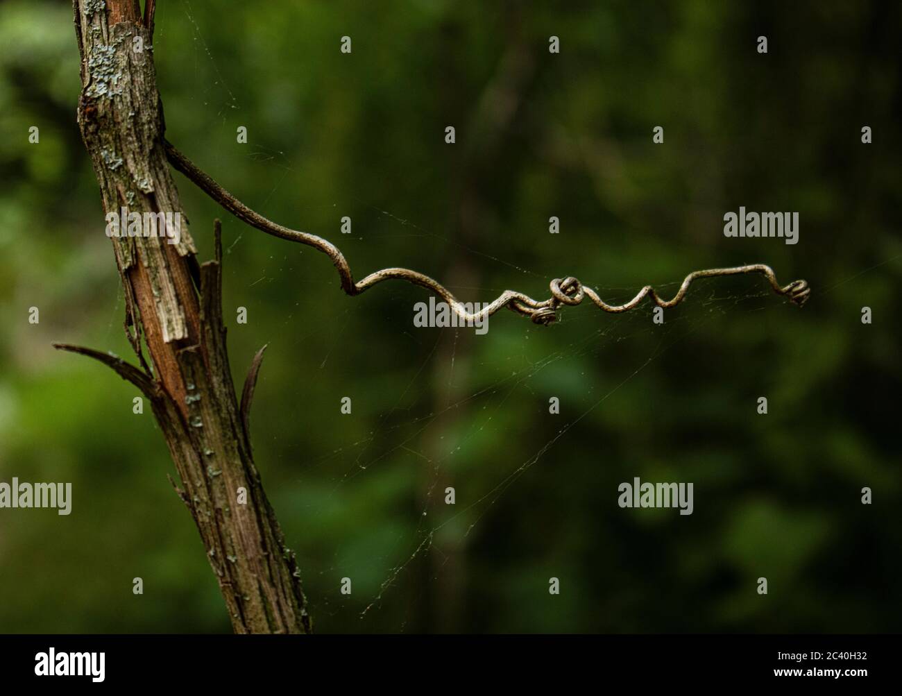 A Sapling on the Right with a Curly Branch Extending to the Left on a ...