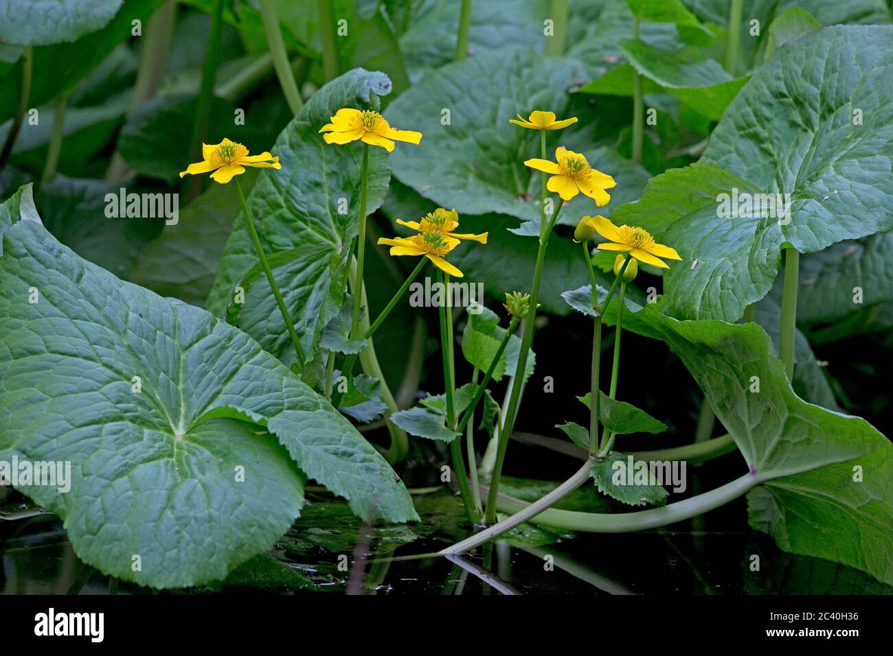 Marsh Marigold (Caltha palustris Stock Photo - Alamy
