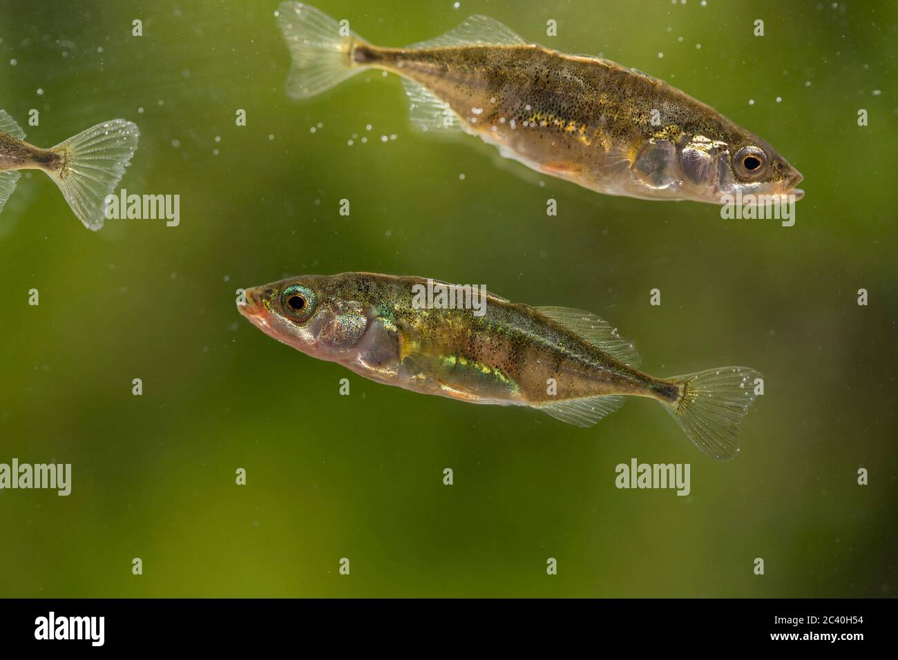 Stickleback fish hi-res stock photography and images - Alamy