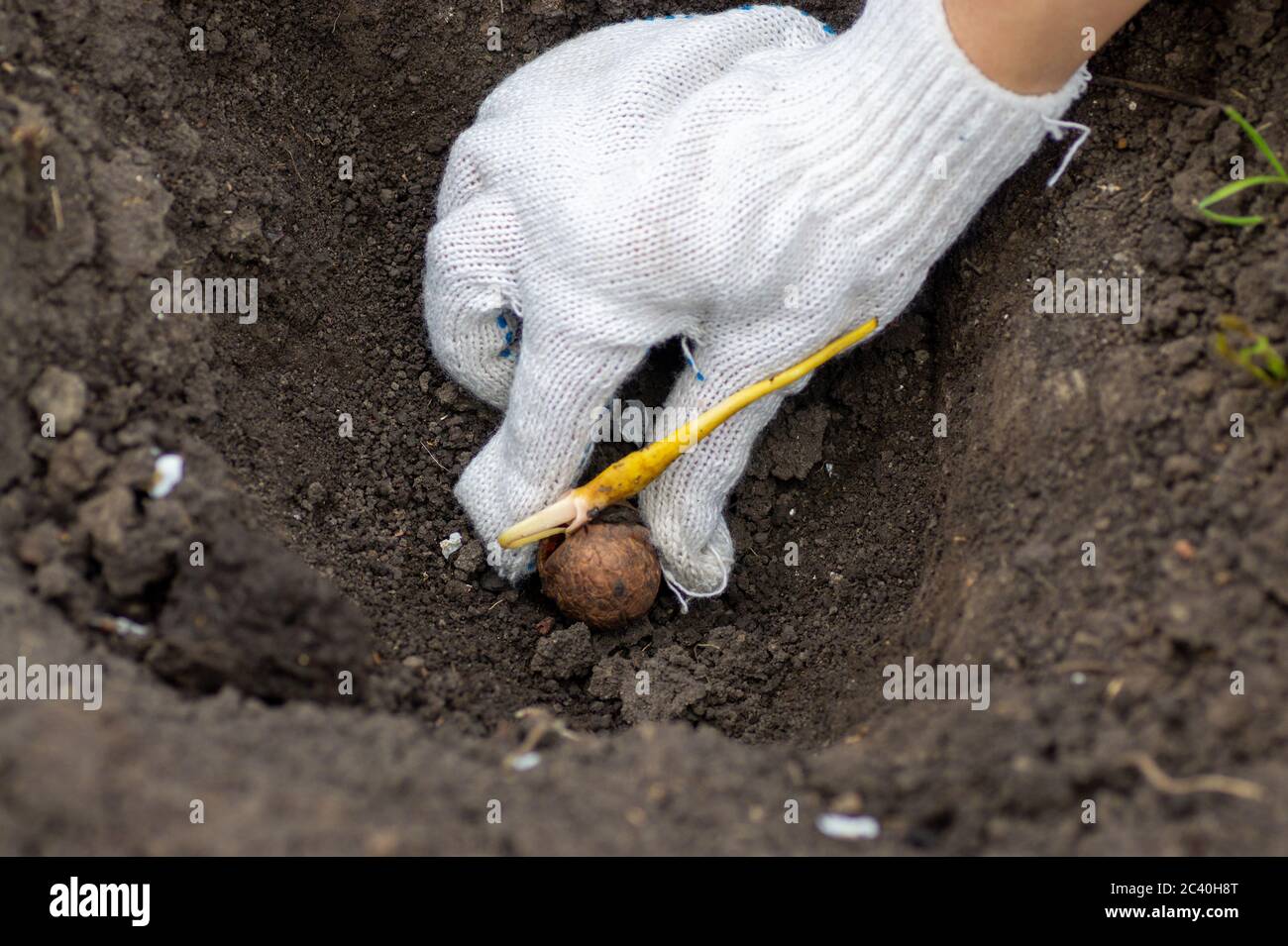 Walnut sprouted root and sprout through a crack. Planting a walnut tree ...