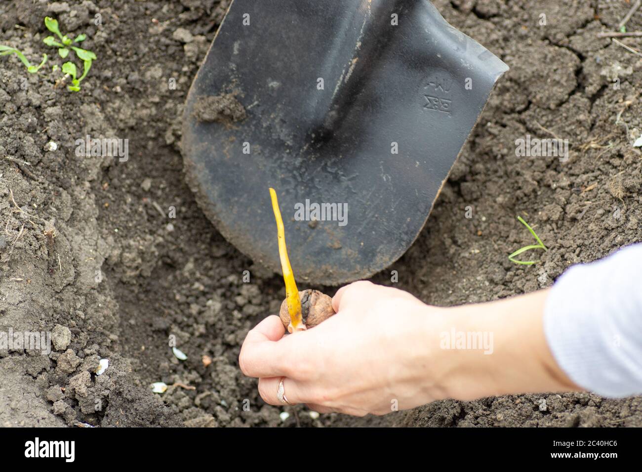 Walnut sprouted root and sprout through a crack. Planting a walnut tree ...