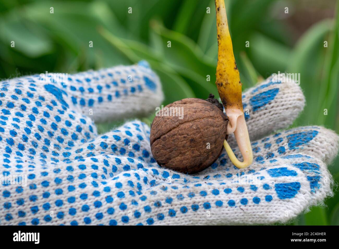 Walnut sprouted root and sprout through a crack. Planting a walnut tree ...