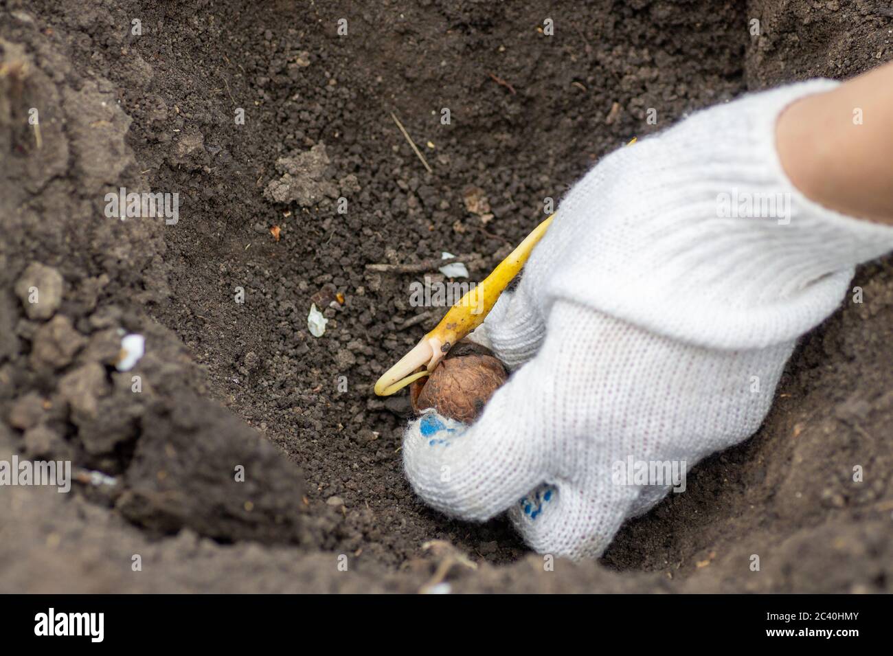 Walnut sprouted root and sprout through a crack. Planting a walnut tree ...