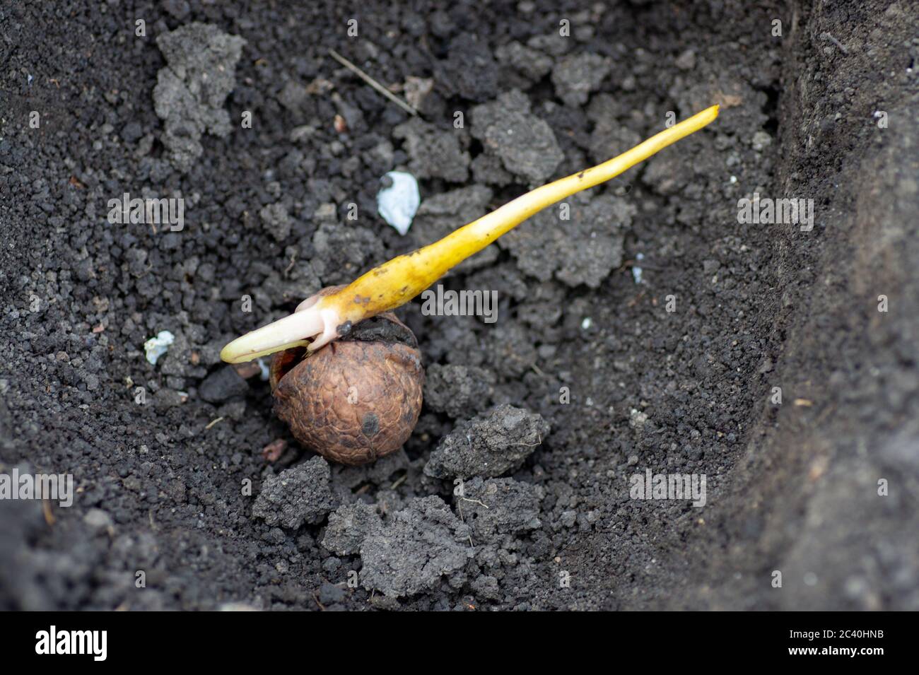Walnut sprouted root and sprout through a crack. Planting a walnut tree ...