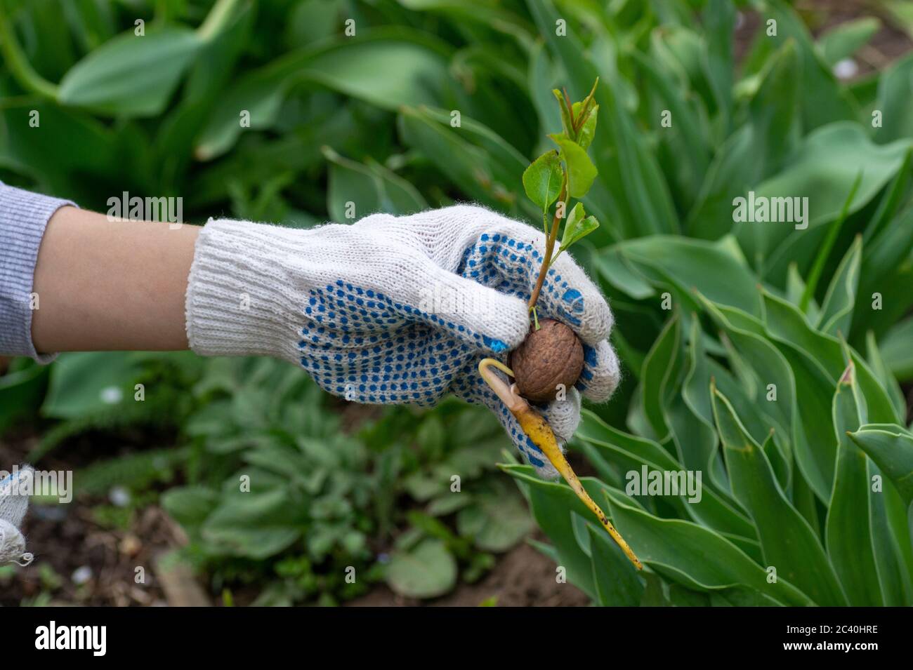 Walnut sprouted root and sprout through a crack. Planting a walnut tree ...