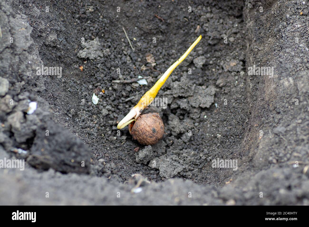 Walnut sprouted root and sprout through a crack. Planting a walnut tree ...