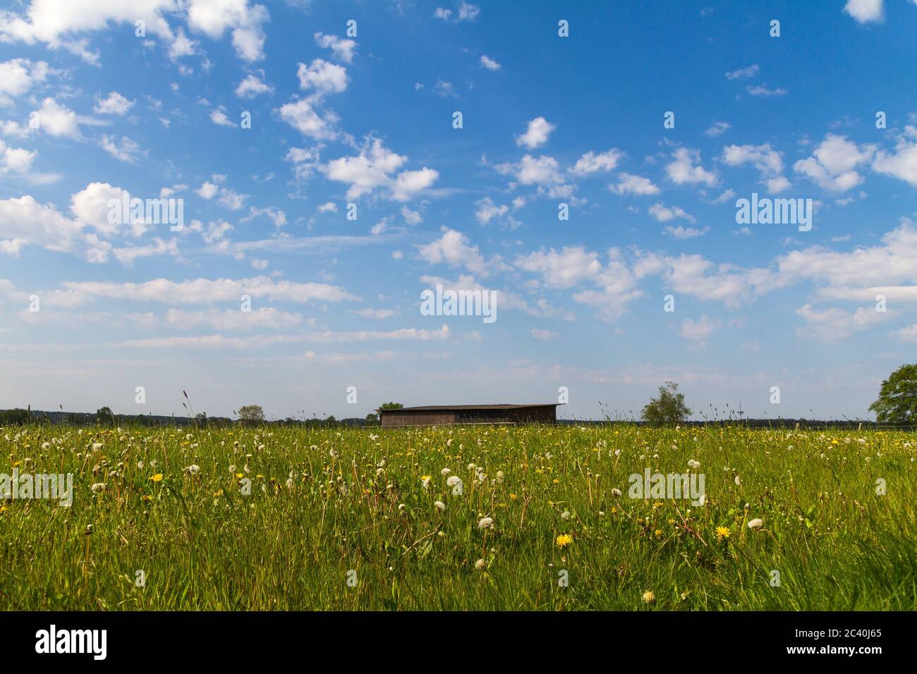 Flower field with barn an nice sky Stock Photo - Alamy