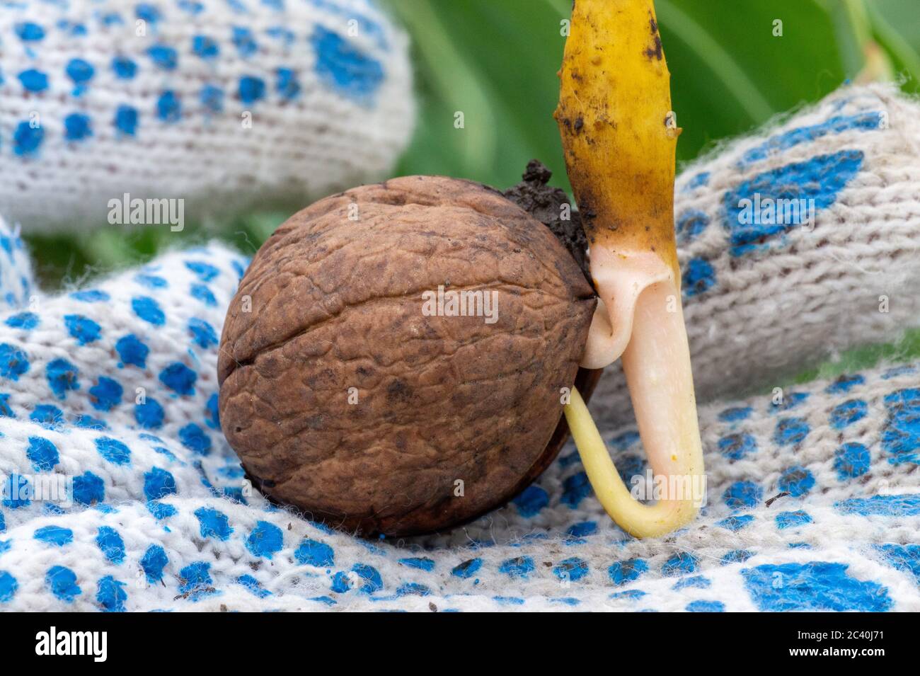 Walnut sprouted root and sprout through a crack. Planting a walnut tree ...