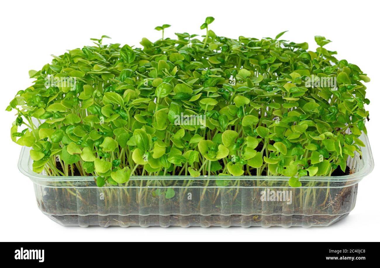 Micro green sprouts of sunflower isolated on white Stock Photo - Alamy