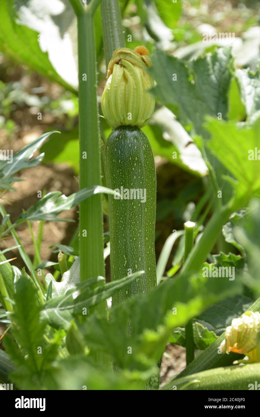 Courgette fresh growth hi-res stock photography and images - Alamy