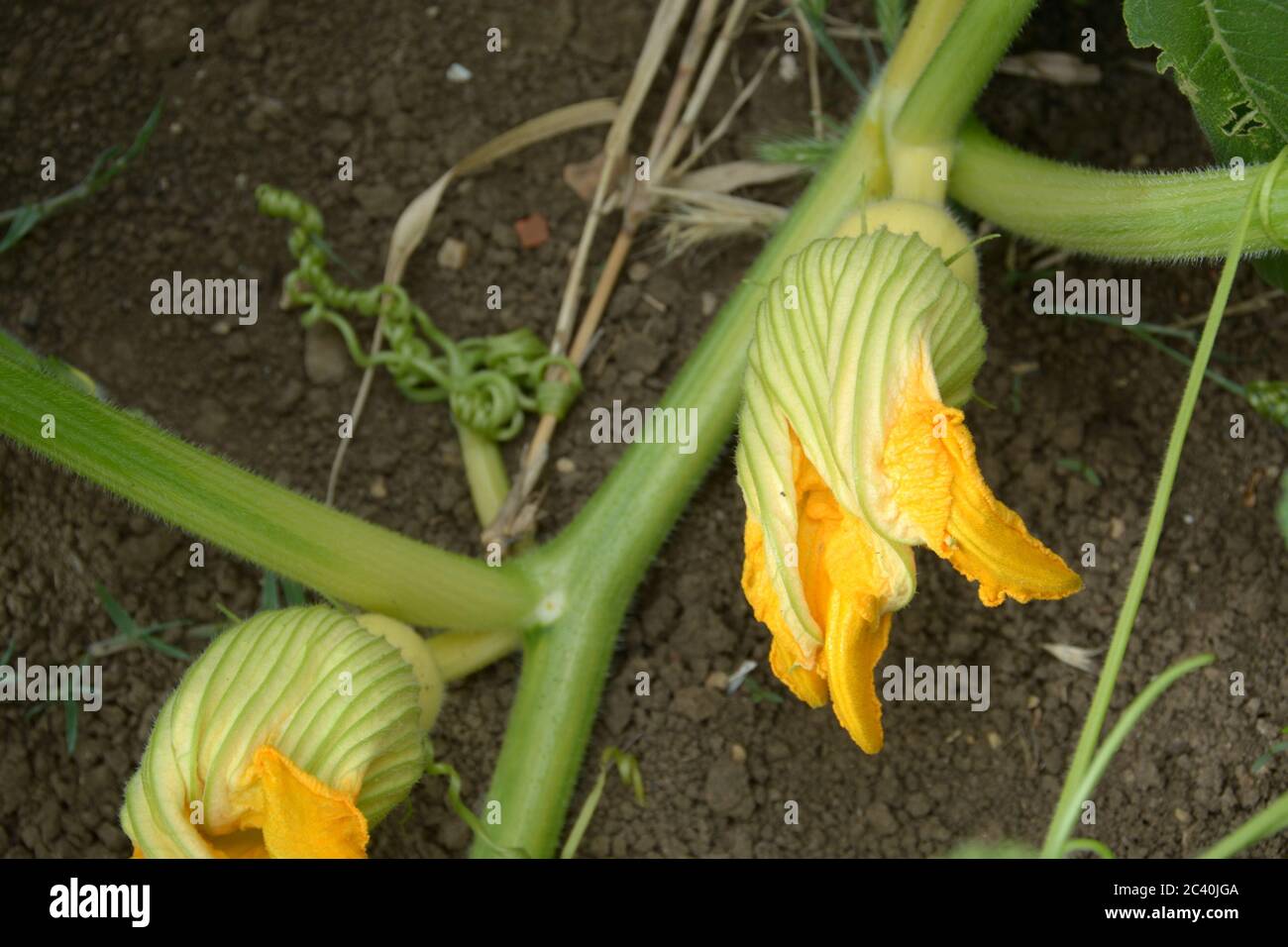 Courgette seedling hi-res stock photography and images - Alamy