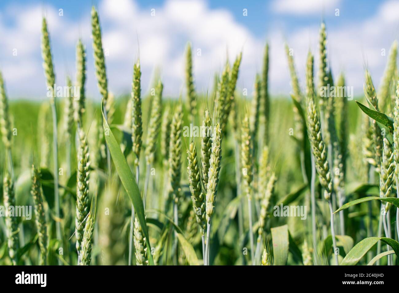 Green wheat field agricultural background hi-res stock photography and ...