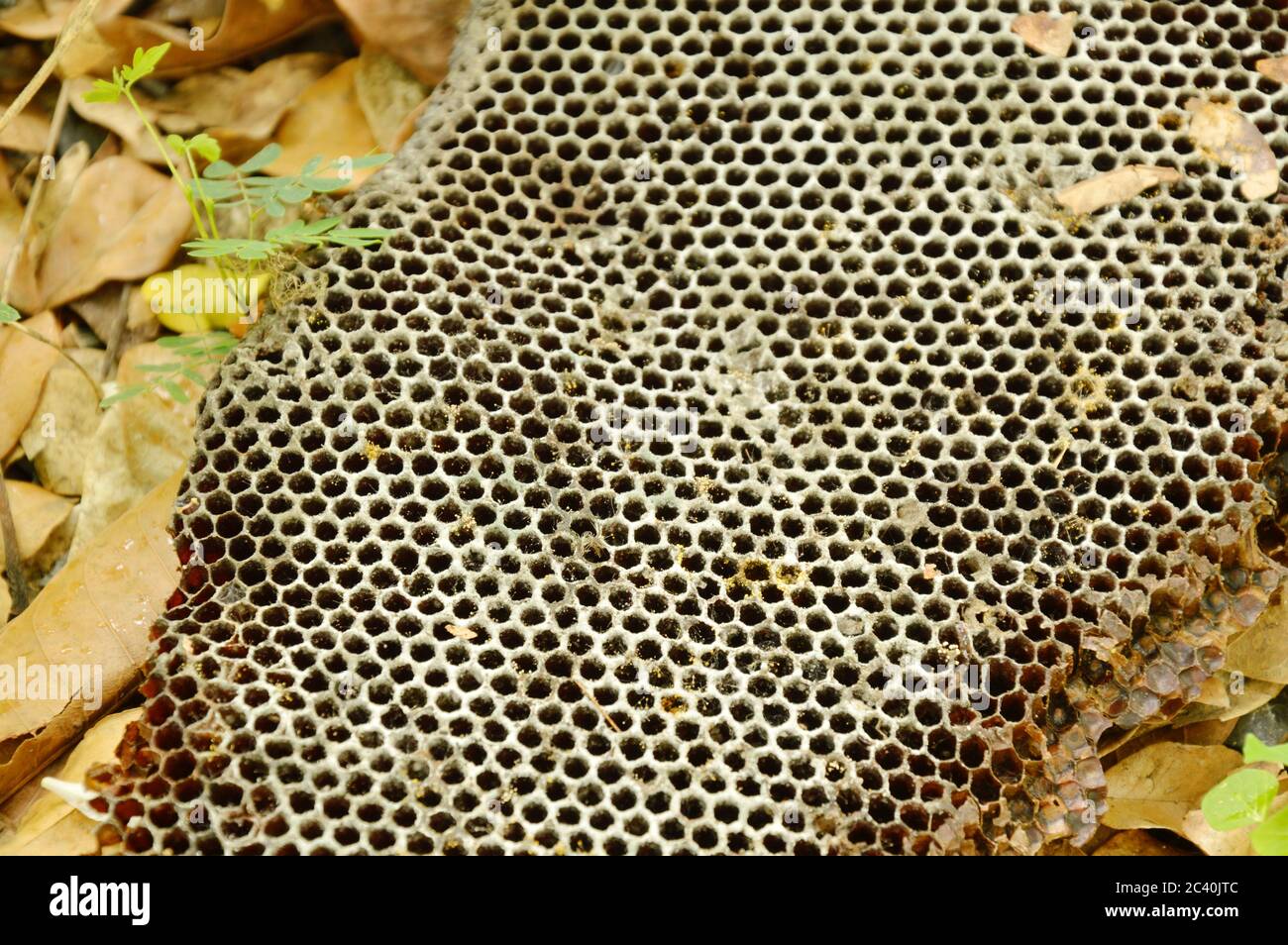dead bee nest falling on ground in forest Stock Photo - Alamy