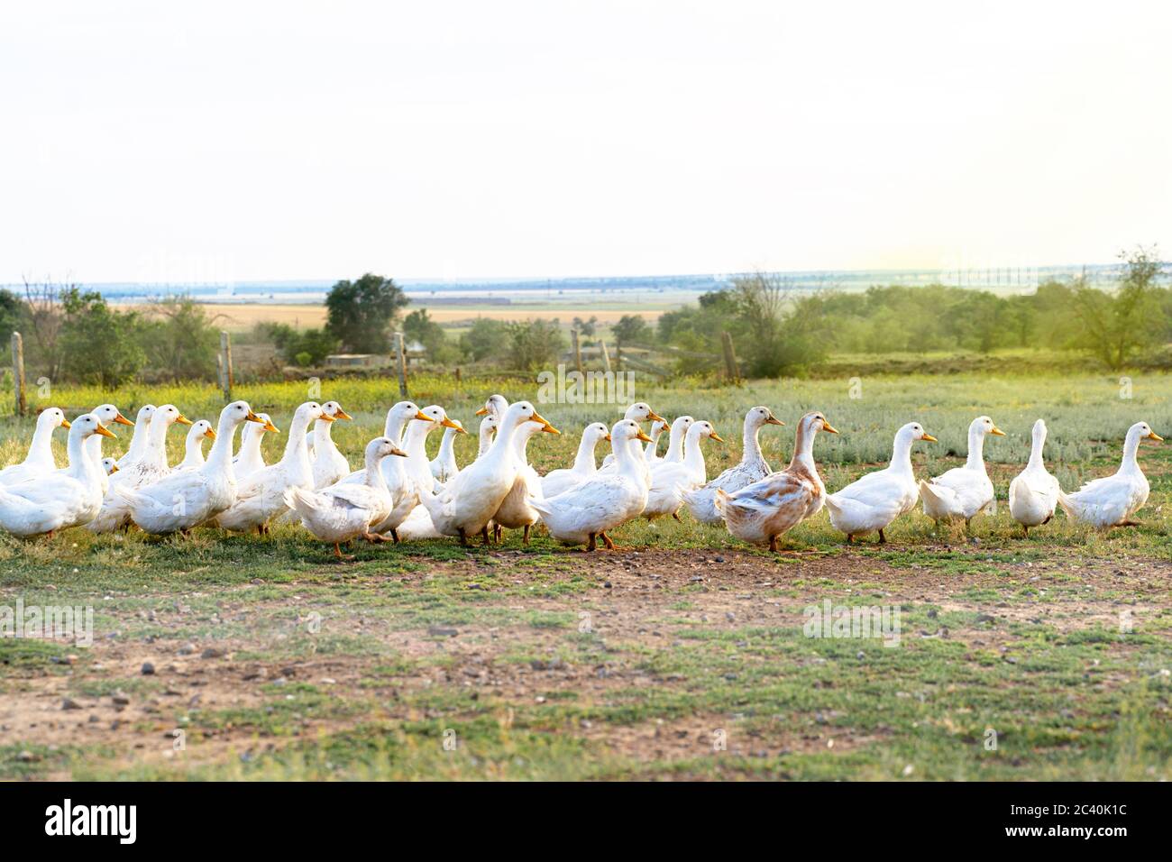 Herd of ducks hi-res stock photography and images - Alamy