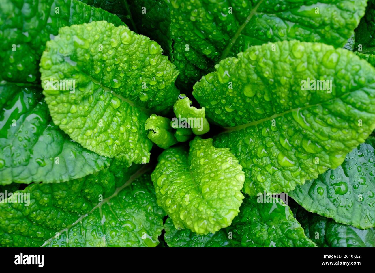 colourful wet green primula leaves in english garden, norfolk, england ...