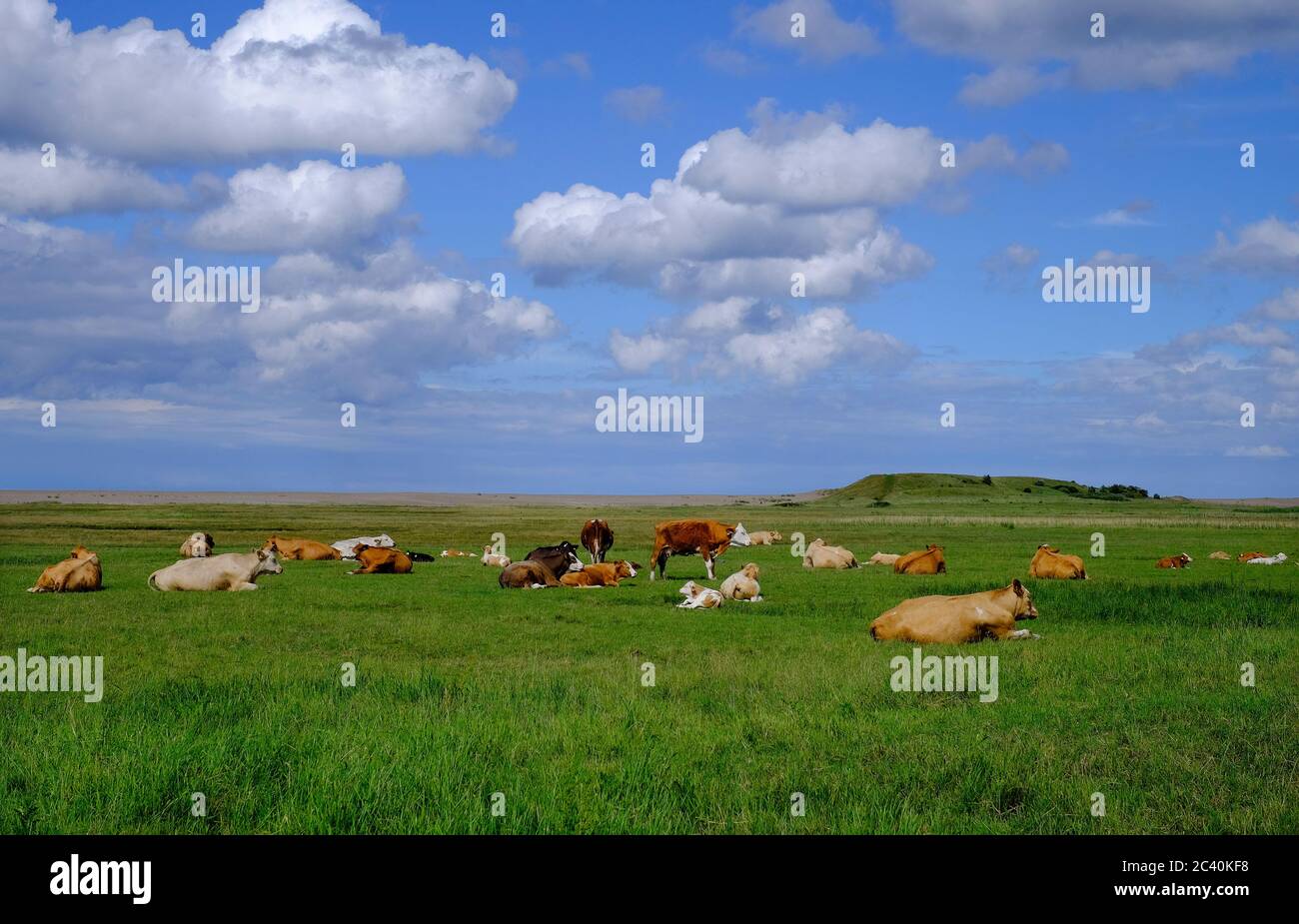 saltmarsh at salthouse, north norfolk, england Stock Photo - Alamy