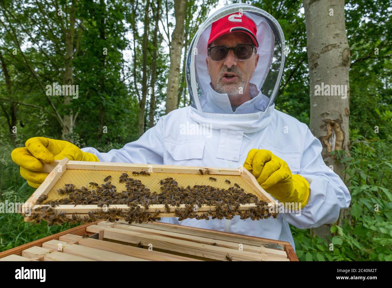 Brood frame hi-res stock photography and images - Alamy