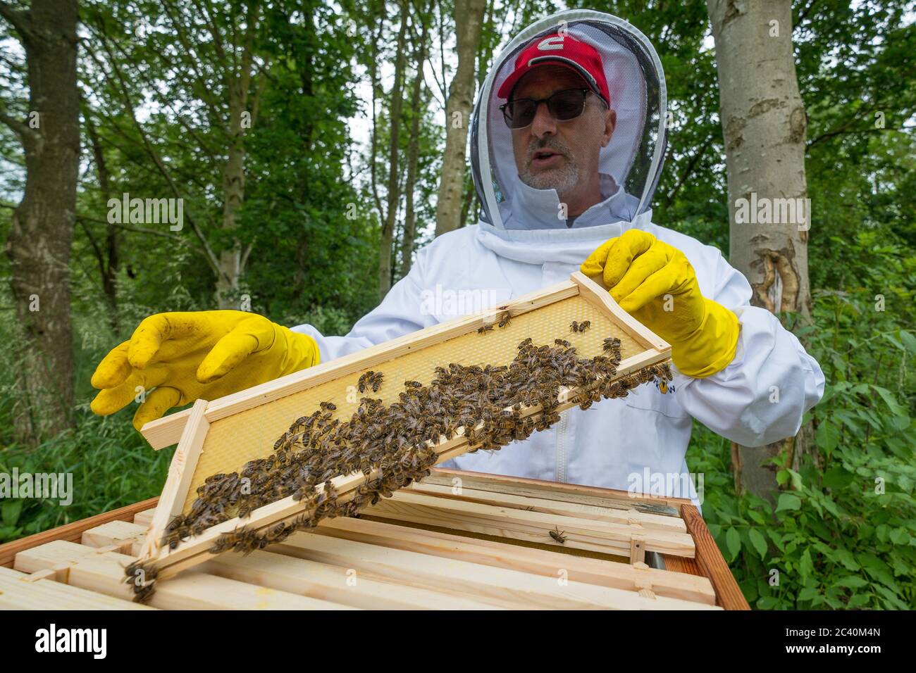 Brood frame hi-res stock photography and images - Alamy