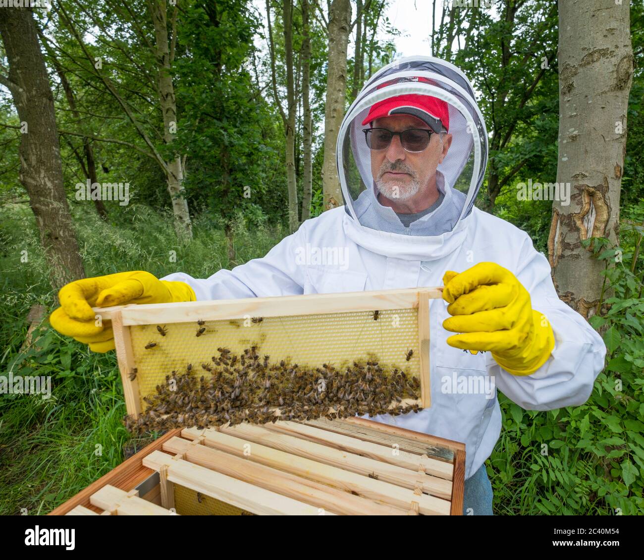 Wax foundation hi-res stock photography and images - Alamy
