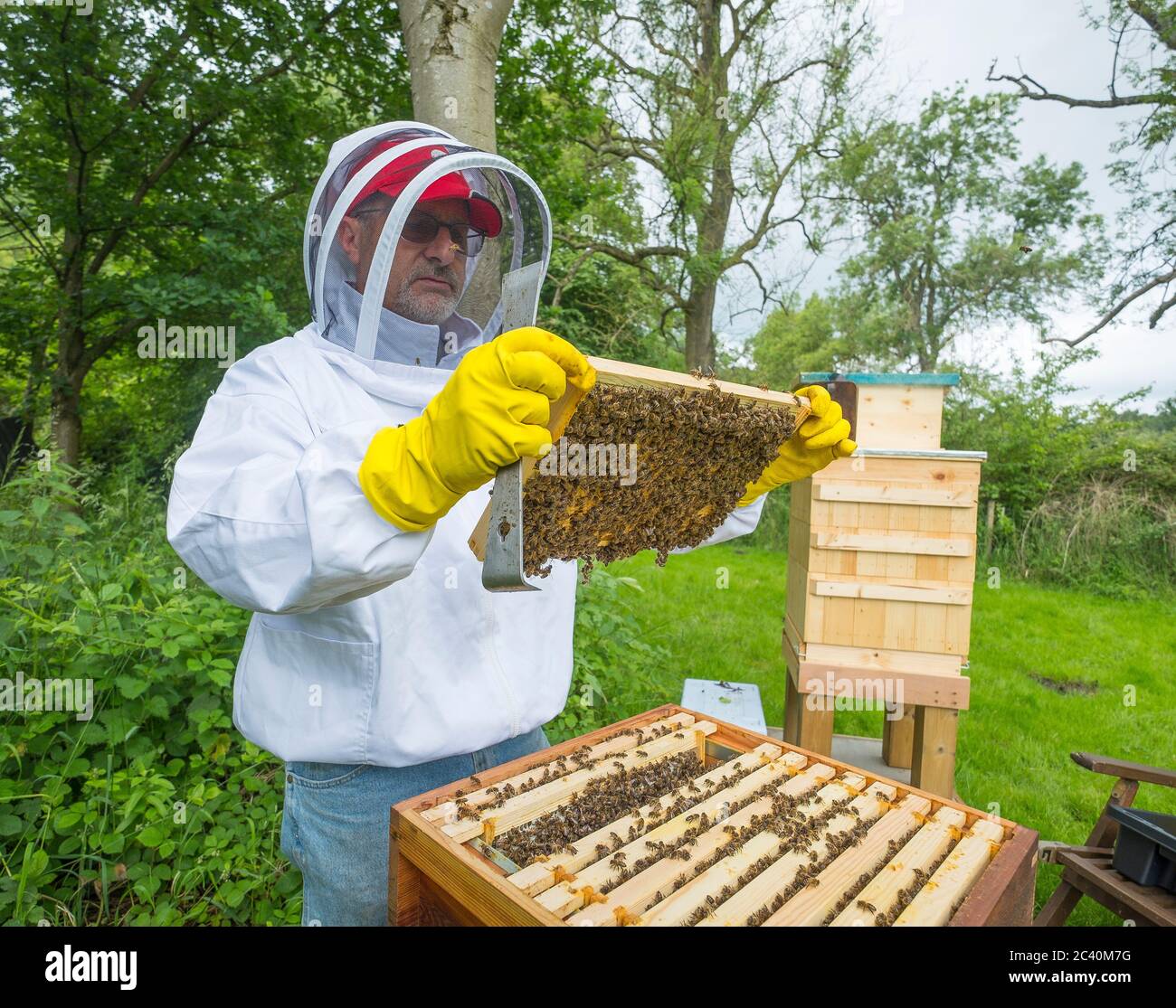 A bee keeper examines a frame from his hive Stock Photo - Alamy