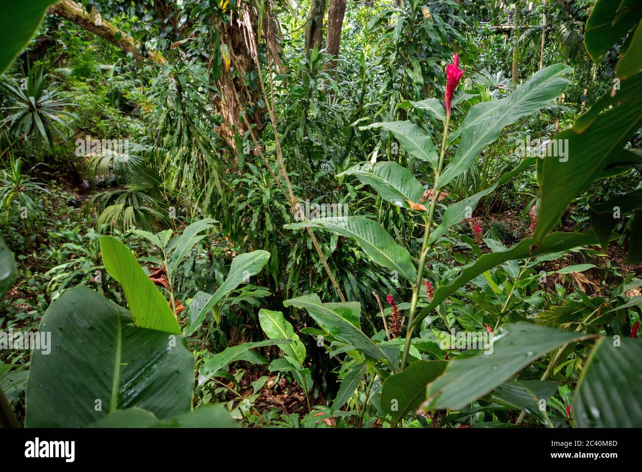 Mauritius zoo hi-res stock photography and images - Alamy