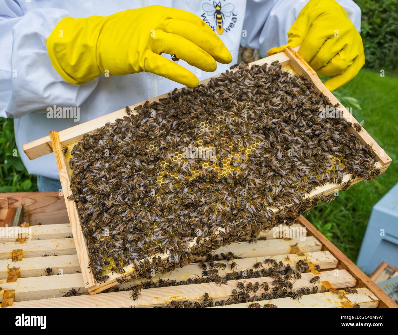 Beekeeper jacket hi-res stock photography and images - Alamy