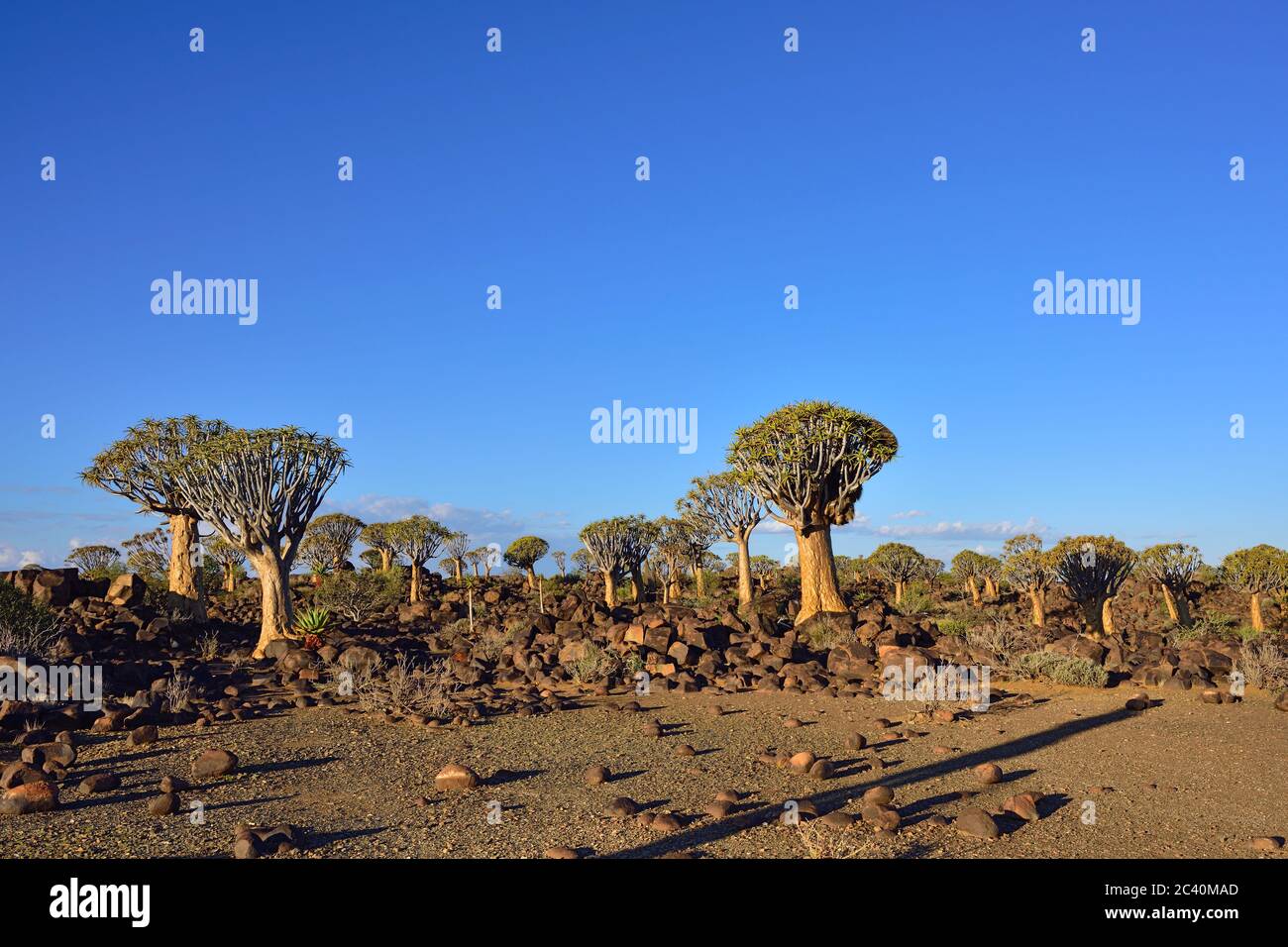 Magical Quiver Tree Forest outside of Keetmanshoop, Namibia at sunset ...