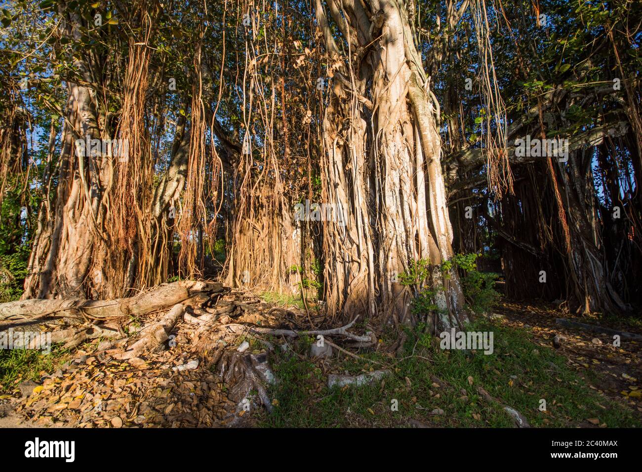 Banyan tree in Cap Malheureux, Mauritius Stock Photo - Alamy