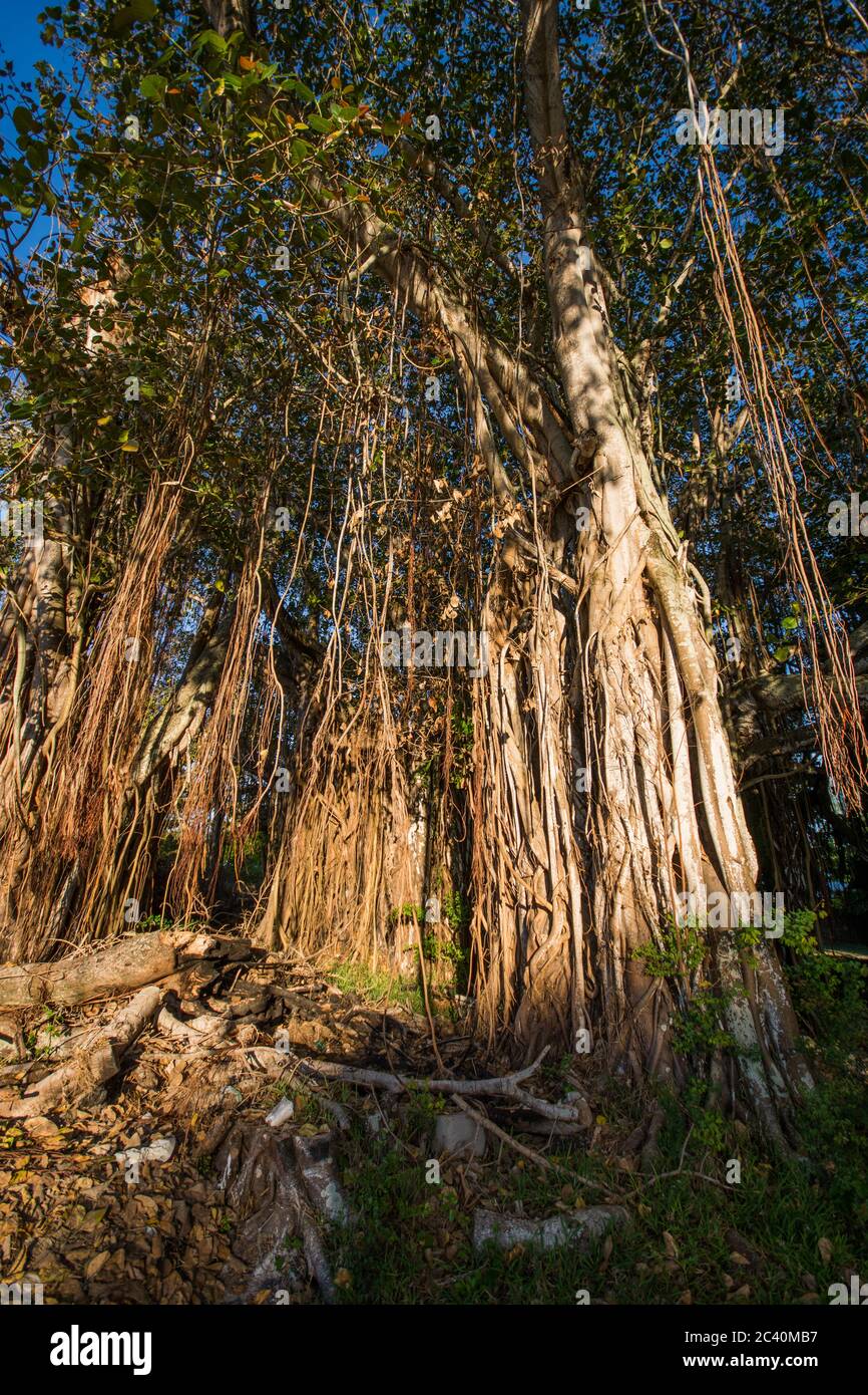 Banyan tree in Cap Malheureux, Mauritius Stock Photo - Alamy