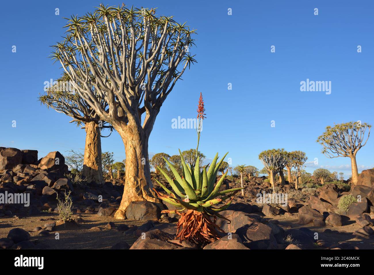 Agave plant in the Quiver Tree Forest in Namibia at sunset. Warm ...