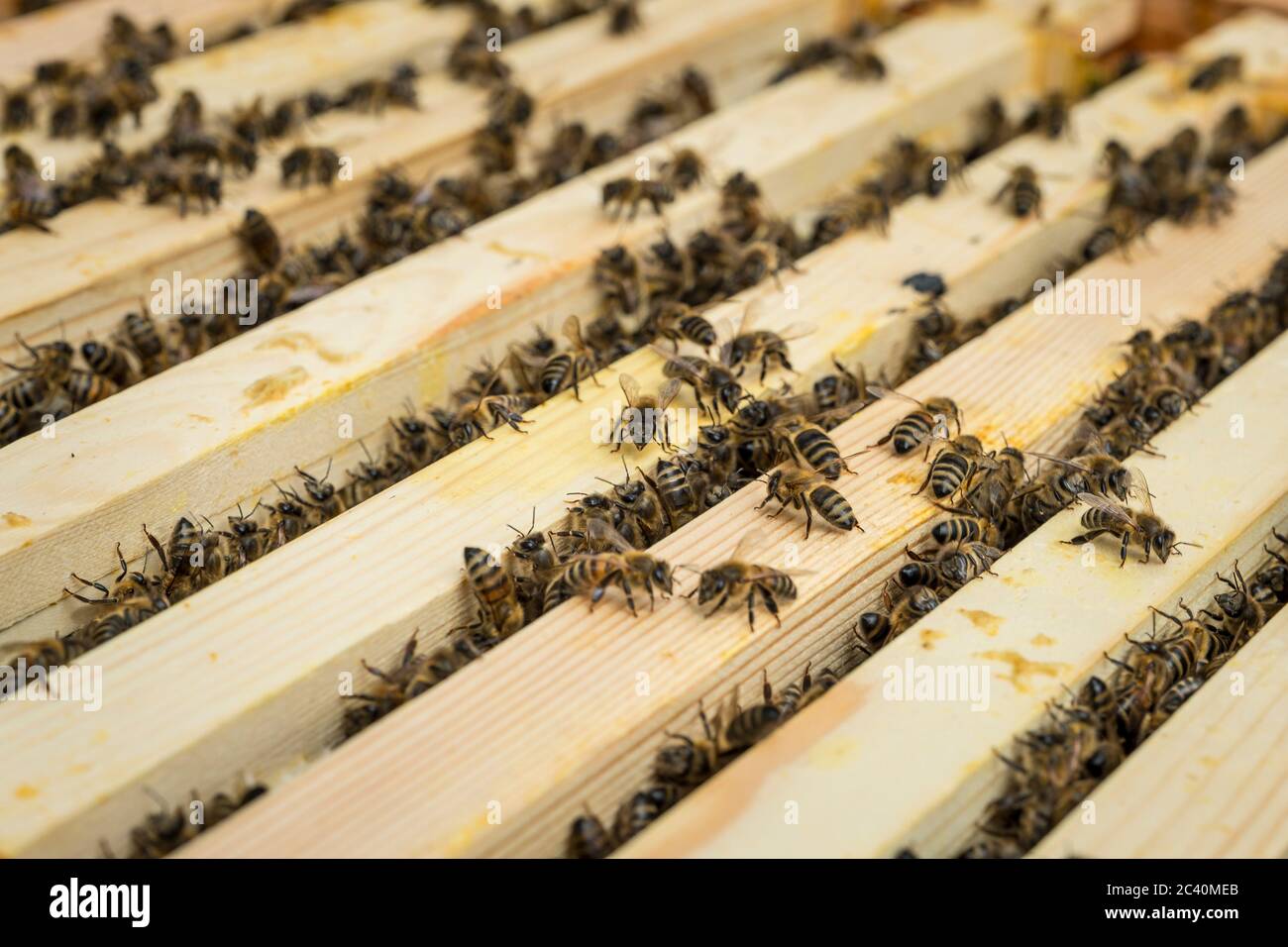 Top view of the inside of a beehive Stock Photo - Alamy