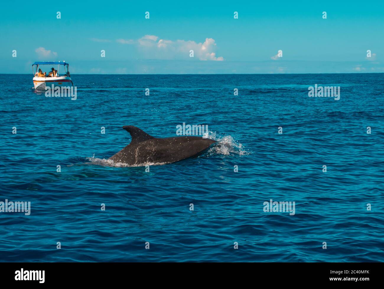Swimming with dolphins in Le Morne Mauritius Stock Photo - Alamy