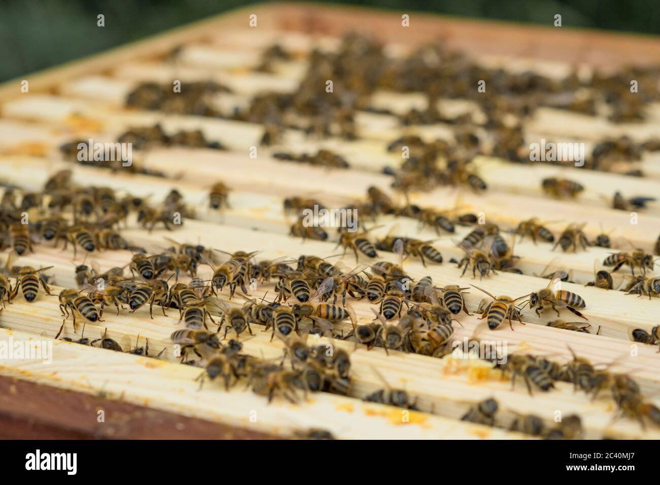 Top view of the inside of a beehive Stock Photo - Alamy
