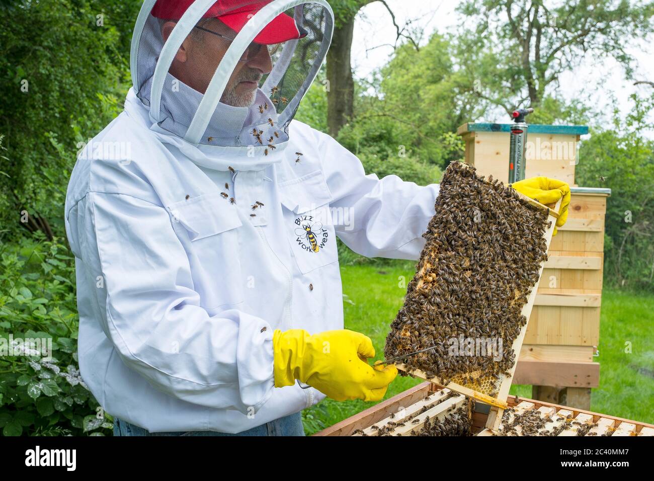 Beekeeper veil hi-res stock photography and images - Alamy