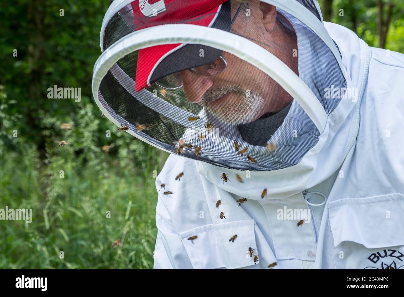 A beekeeper wearing protective equipment Stock Photo - Alamy
