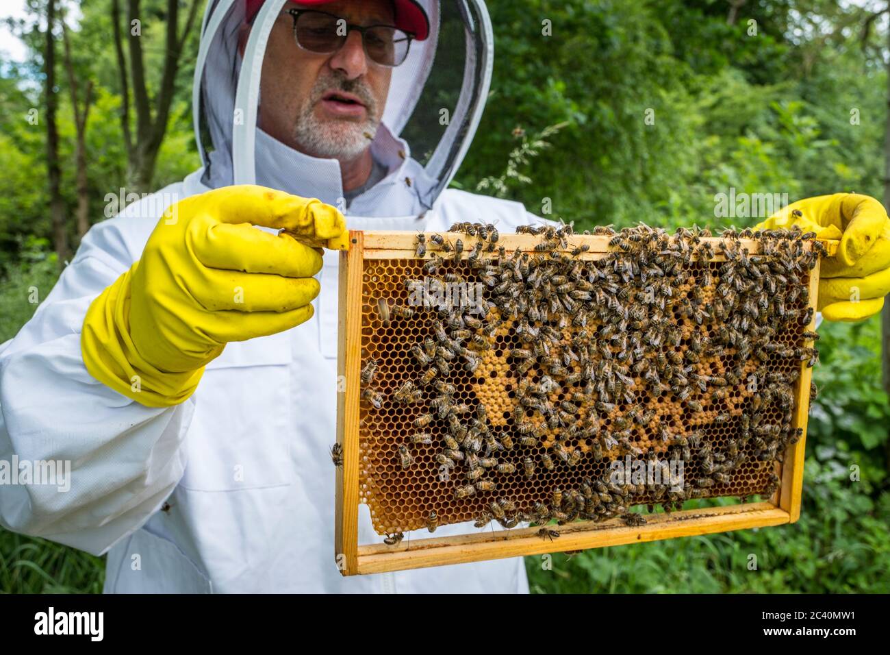 A bee keeper examines a frame from his hive Stock Photo - Alamy