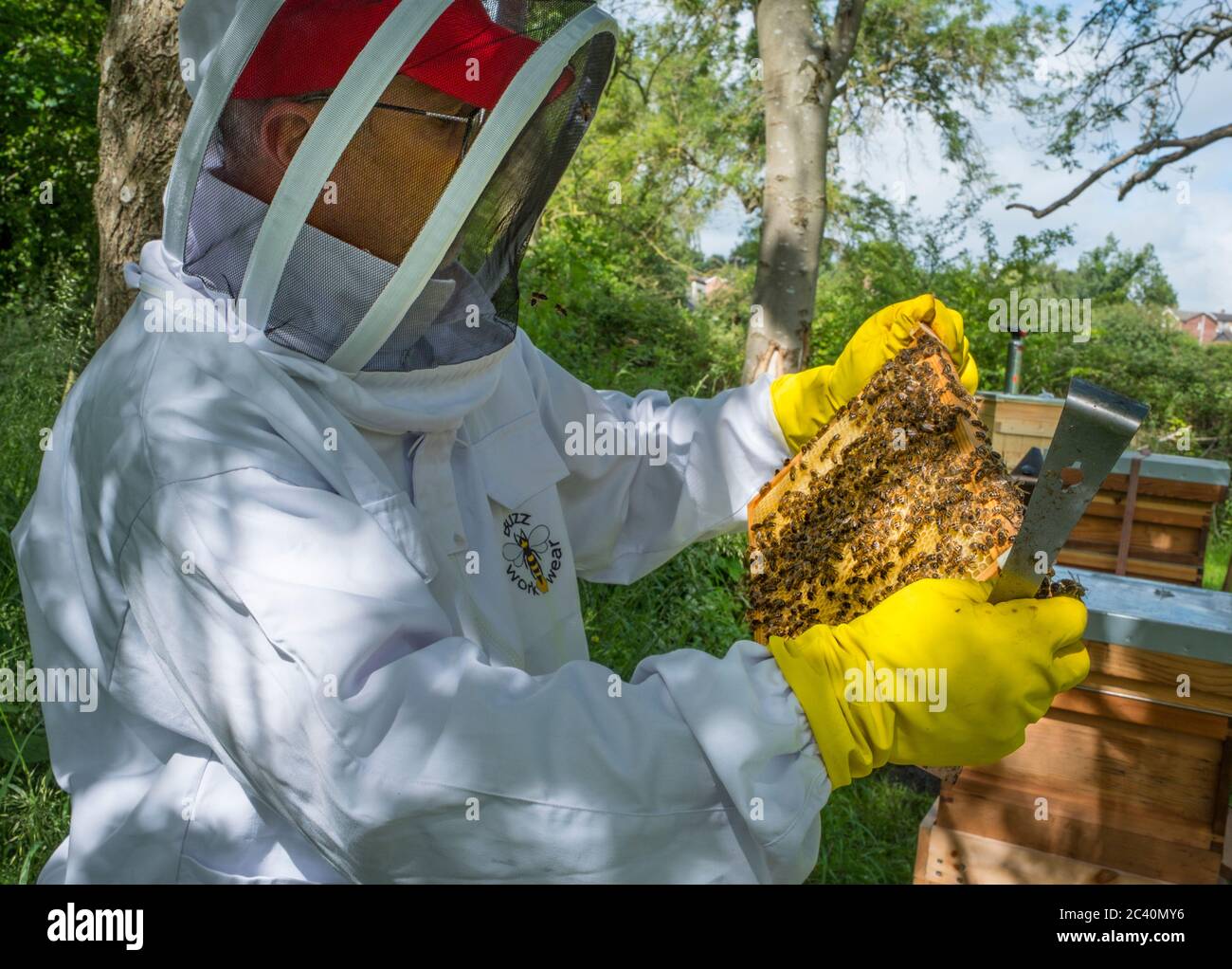 A bee keeper examines a frame from his hive Stock Photo - Alamy